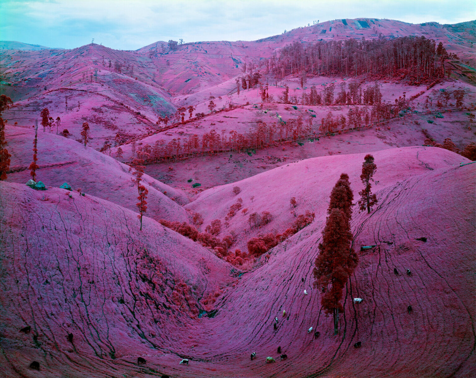 Richard Mosse’s Infra Photographs: A Critical Analysis - Naik Neenan ...